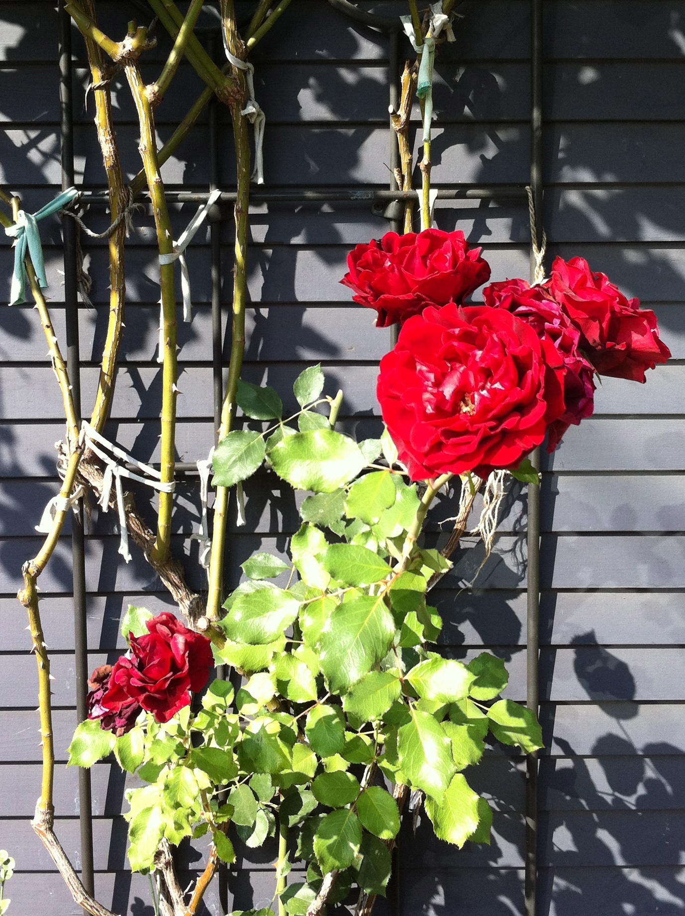 Sidewalk Rose – Don Hynes Poetry