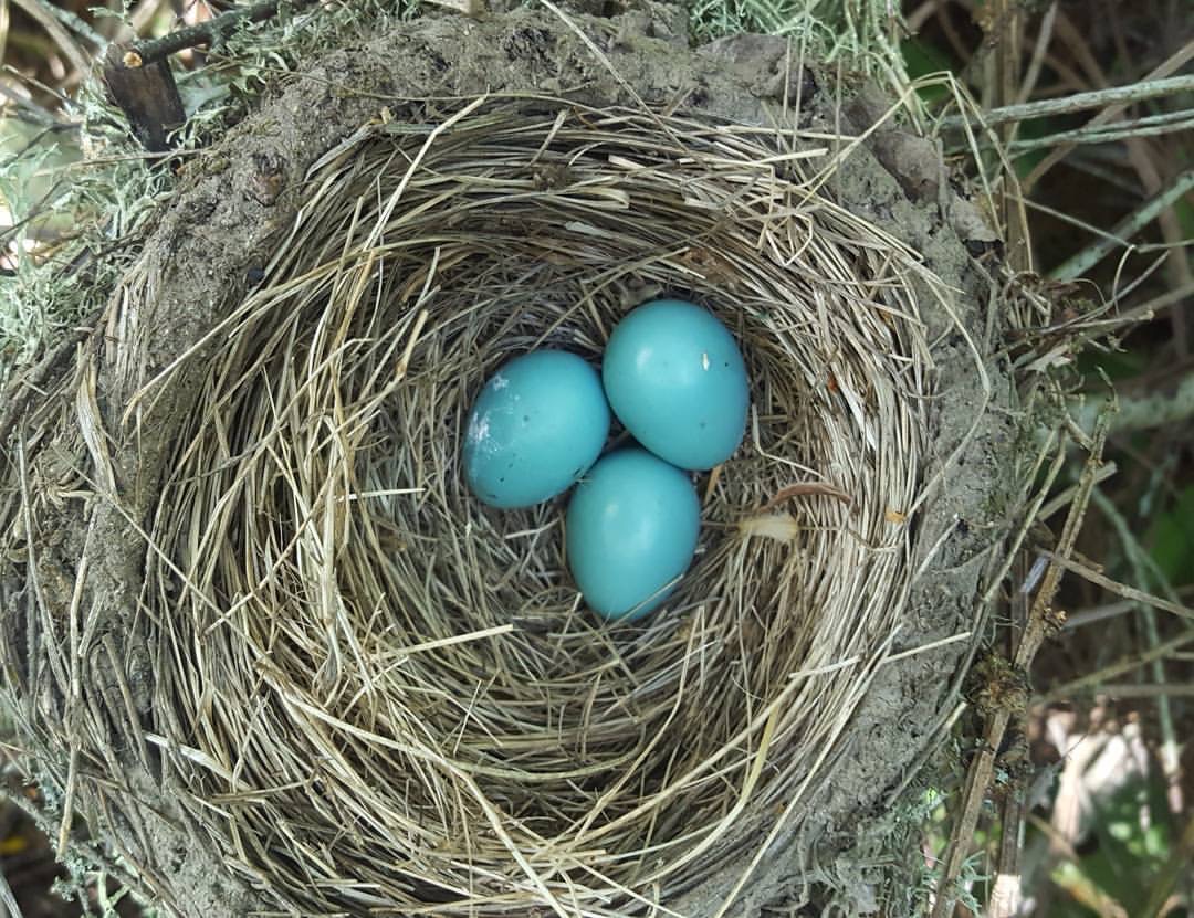 Robin’s Egg – Don Hynes Poetry